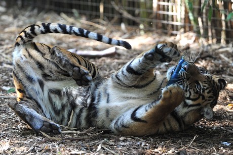 Sumatran Tiger Cub Roars Melbourne Zoo Editorial Stock Photo - Stock ...