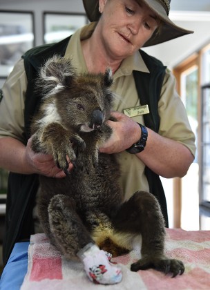 Female Koala Given Care By Judy Editorial Stock Photo - Stock Image ...