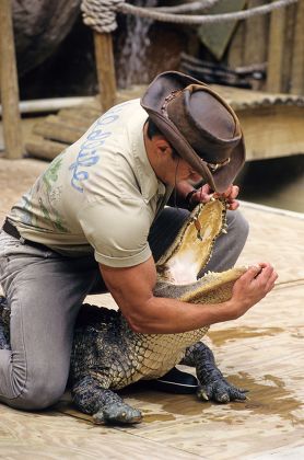 Alligator Wrestling Gatorland Orlando Florida America Editorial Stock ...