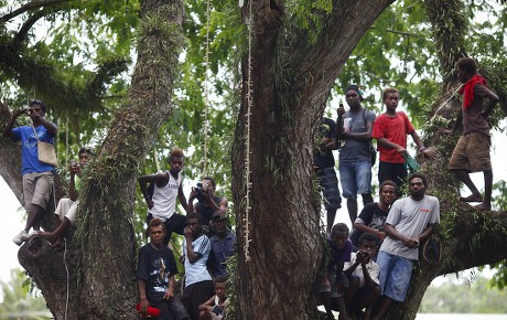 Local People Climb Tree Trying Get Editorial Stock Photo - Stock Image ...
