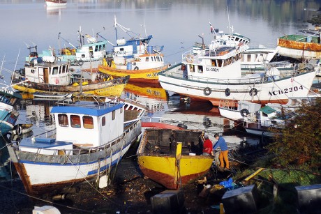 Chile Red Tide Aftermath - May 2016 Stock Pictures, Editorial Images ...