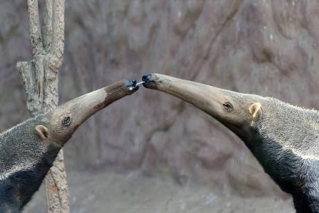 Two Female Giant Anteaters Presented Zoo Editorial Stock Photo - Stock ...