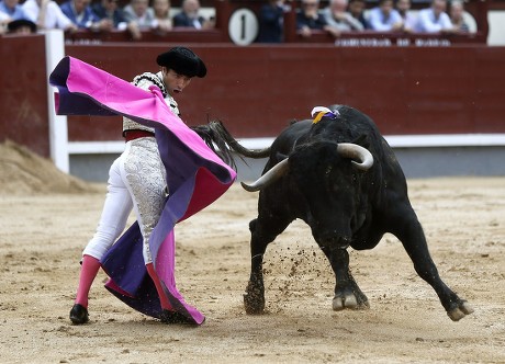 Torero Fernando Robleno Makes Cape Pass Editorial Stock Photo - Stock ...