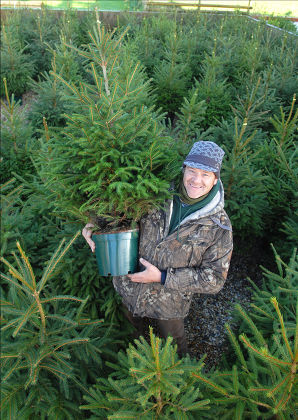 24 Christmas tree hire Stock Pictures, Editorial Images and Stock ...