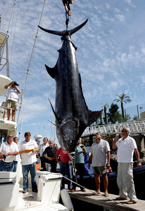 4 Atlantic blue marlin Stock Pictures, Editorial Images and Stock ...