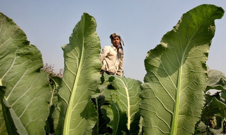5,000 Climate change impact Stock Pictures, Editorial Images and Stock ...