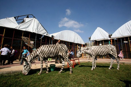 Palestinian Children Look White Donkey That Editorial Stock Photo ...