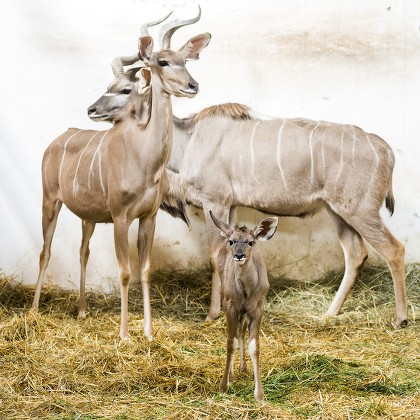 Oneweek Old Male Greater Kudu Calf Editorial Stock Photo - Stock Image ...