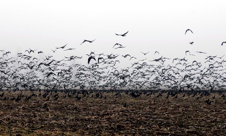 Huge Flock Crows Pictured Boldog Some Editorial Stock Photo - Stock ...