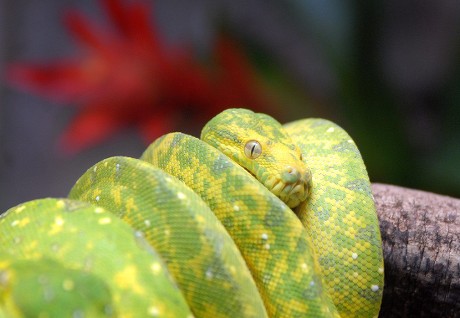 91 Green tree python Stock Pictures, Editorial Images and Stock Photos ...
