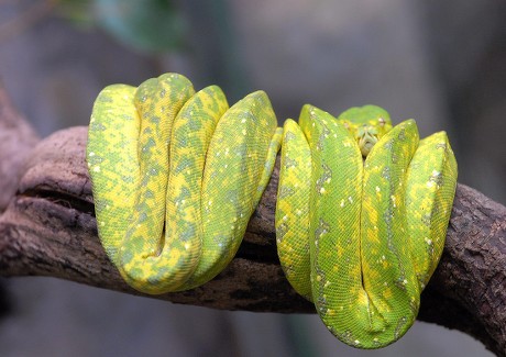 91 Green tree python Stock Pictures, Editorial Images and Stock Photos ...