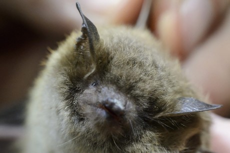 Daubentons Bat Myotis Daubentonii Shown By Editorial Stock Photo ...