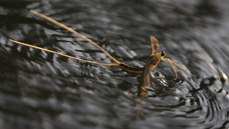 Freshly Hatched Mayfly Ephemera Palingenia Longicauda Editorial Stock ...
