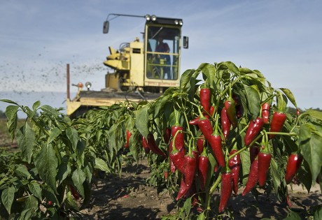 Hungary Paprika Harvest - Oct 2012 Stock Pictures, Editorial Images and ...