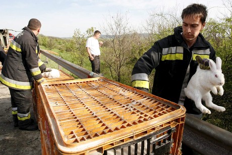 Fireman Puts Rabbit Cage After Truck Editorial Stock Photo - Stock ...