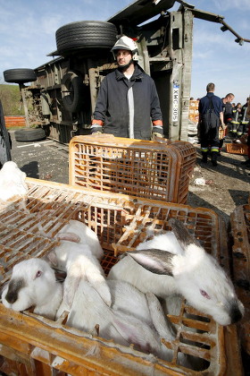 Fireman Stands Behind Damaged Rabbit Cage Editorial Stock Photo - Stock ...