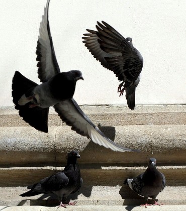 Couple Doves Perform Aerial Mating Dance Editorial Stock Photo - Stock ...