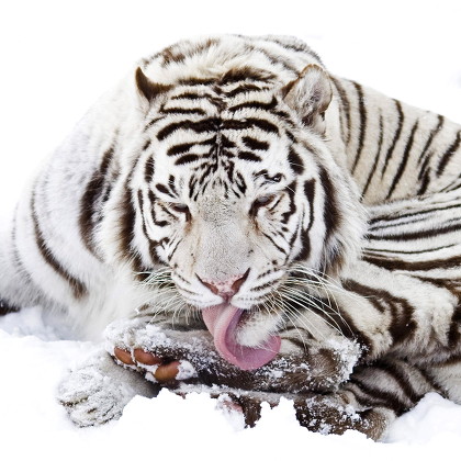 Male White Tiger Ice Boy Licks Editorial Stock Photo - Stock Image ...