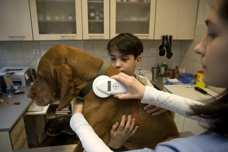 Veterinarian Identifies Dog Through Newly Implanted Editorial Stock ...