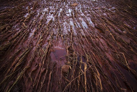 Agricultural Land Covered By Red Toxic Editorial Stock Photo - Stock ...