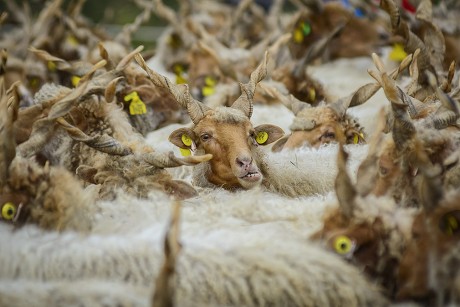 Herd Racka Sheep Ancient Hungarian Sheep Editorial Stock Photo - Stock ...