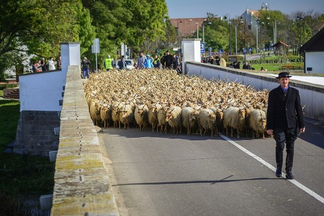Herd Racka Sheep Ancient Hungarian Sheep Editorial Stock Photo - Stock ...