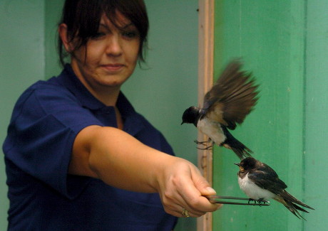 Birdkeeper Flies Swallows That Have Regained Editorial Stock Photo ...