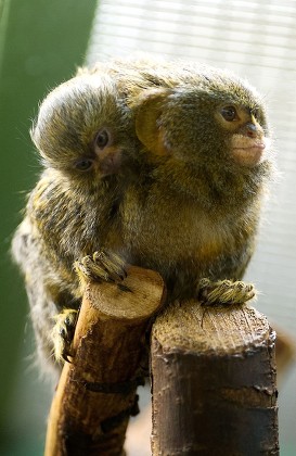250 Monkey clings Stock Pictures, Editorial Images and Stock Photos ...