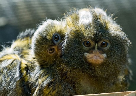 Newborn Pygmy Marmoset Dwarf Monkey Clings Editorial Stock Photo ...