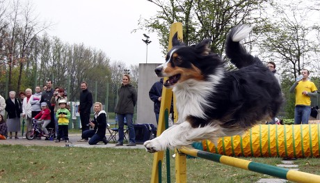 Dog Jumps Over Obstacle During Dog Editorial Stock Photo - Stock Image ...