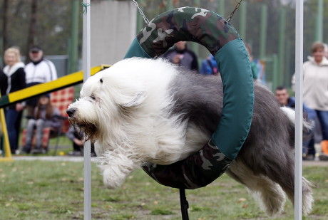 Dog Jumps Through Hoop During Dog Editorial Stock Photo - Stock Image ...