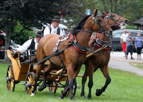 Polish Gorals Highlander Compete Horsedrawn Carriage Editorial Stock ...