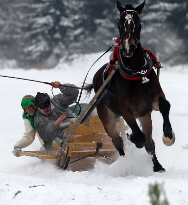 Participant Sleigh Directs His Horse They Editorial Stock Photo - Stock ...