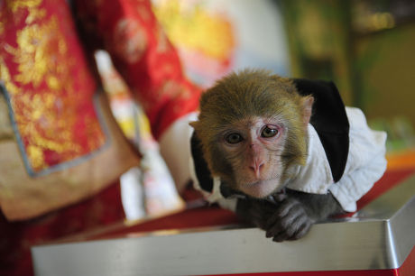 56 Chained monkey Stock Pictures, Editorial Images and Stock Photos ...