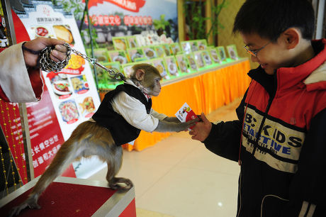 56 Chained monkey Stock Pictures, Editorial Images and Stock Photos ...