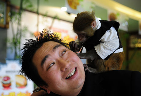 56 Chained monkey Stock Pictures, Editorial Images and Stock Photos ...