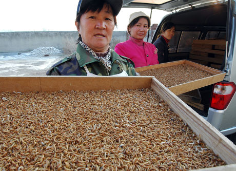 22 Farming maggot Stock Pictures, Editorial Images and Stock Photos ...