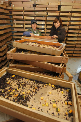 22 Farming maggot Stock Pictures, Editorial Images and Stock Photos ...