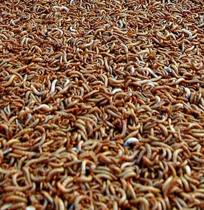 22 Farming maggot Stock Pictures, Editorial Images and Stock Photos ...