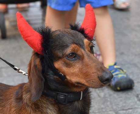 69 Devil dog Stock Pictures, Editorial Images and Stock Photos ...