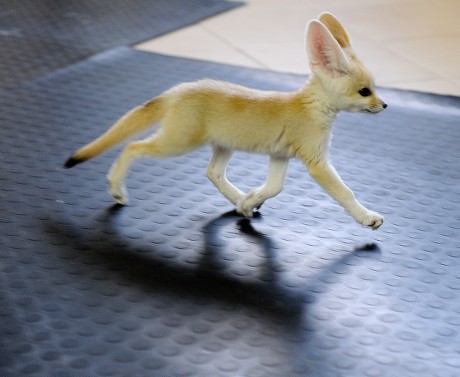 Two Months Old Fennec Fox Vulpes Editorial Stock Photo - Stock Image ...