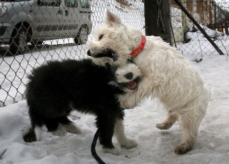 Young Dogs Play Alpi Dog School Editorial Stock Photo - Stock Image ...