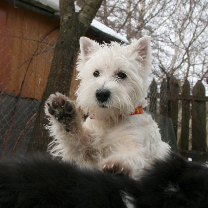 Young Dogs Play Alpi Dog School Editorial Stock Photo - Stock Image ...