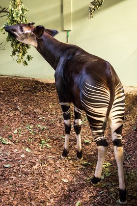 Maiko First Male Okapi Okapia Johnstoni Editorial Stock Photo - Stock ...