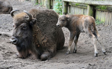 5dayold Polish Zubr European Bison Bison Editorial Stock Photo - Stock ...