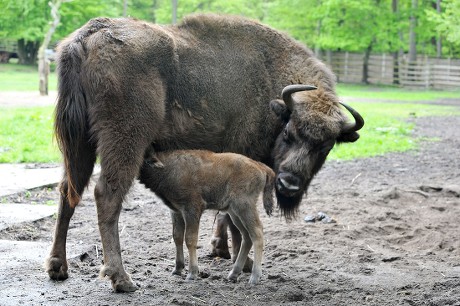 5dayold Polish Zubr European Bison Bison Editorial Stock Photo - Stock ...