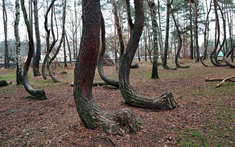 250 Bent trees Stock Pictures, Editorial Images and Stock Photos ...