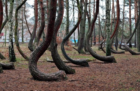 250 Bent trees Stock Pictures, Editorial Images and Stock Photos ...
