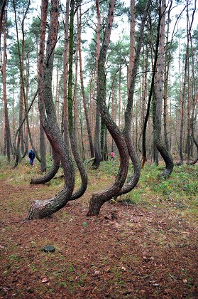 250 Bent trees Stock Pictures, Editorial Images and Stock Photos ...