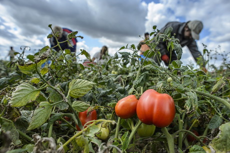 Poland Agriculture - Aug 2014 Stock Pictures, Editorial Images and ...